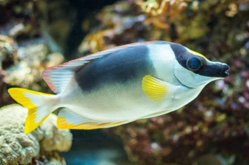 Foxface & Rabbitfish – Reefs4Less.com