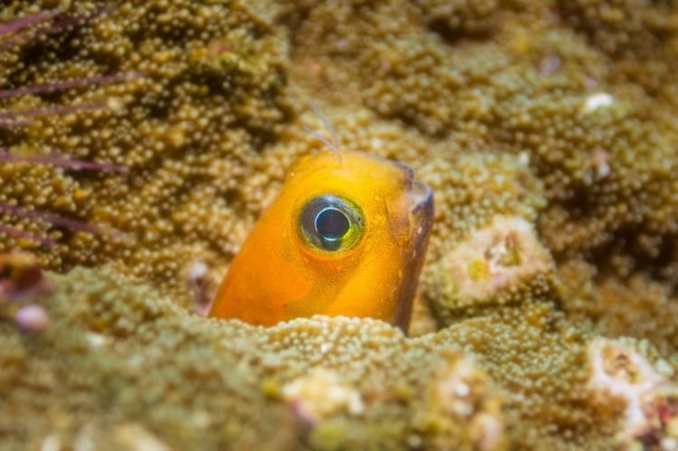 Midas Blenny Golden For Sale (Ecsenius midas). TOP Care facts. Reefs4Less.com