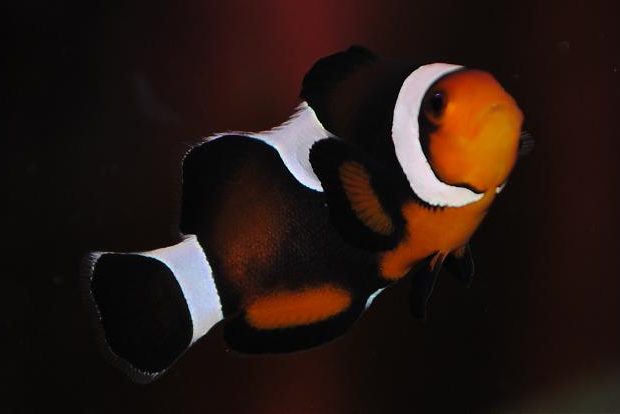Mocha Ocellaris Clownfish For Sale (Amphiprion ocellaris). TOP Care ...