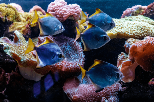 Fish - Reefs4Less.com