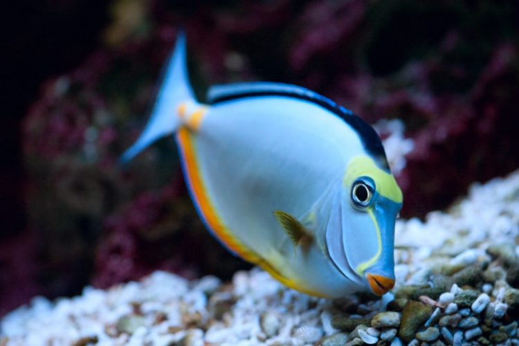 Naso Tang For Sale (Naso lituratus). TOP Care facts. Reefs4Less.com