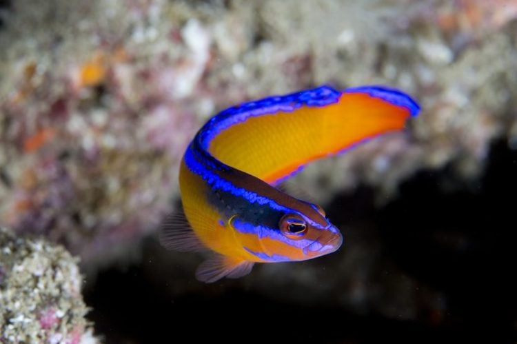 Bicolor Dottyback