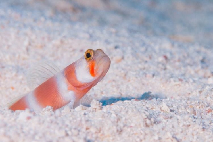 Orange Banded Prawn Goby For Sale (Amblyeleotris aurora). TOP Care ...