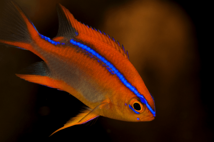 Damselfish & Chromis – Reefs4Less.com