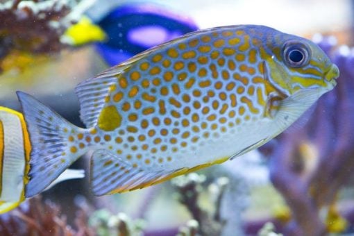 Foxface & Rabbitfish – Reefs4Less.com