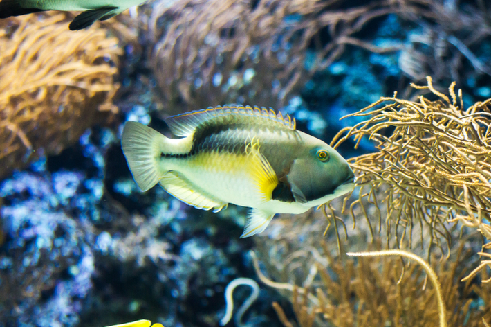 Orange Spotted Tuskfish For Sale (Choerodon anchorago). TOP Care facts ...