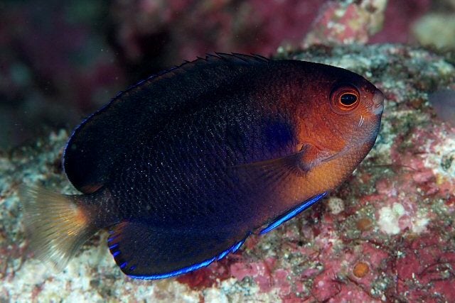 Pacific Pygmy Angel For Sale (Centropyge flavicauda). TOP Care facts ...