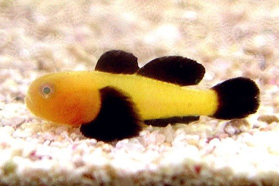 Panda Goby For Sale (Paragobius lacunicolus). TOP Care facts ...