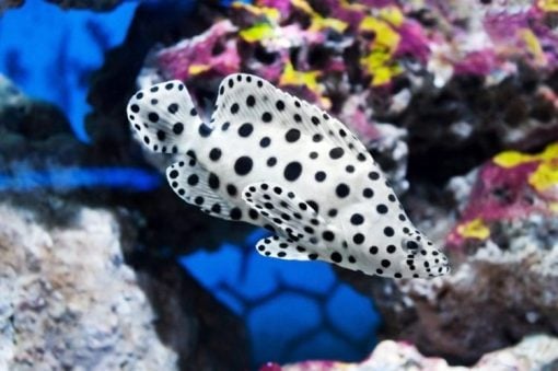 Panther Grouper For Sale (Cromileptes altivelis). TOP Care facts ...