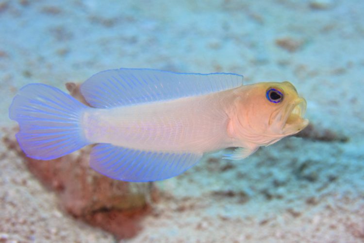 Pearly Jawfish For Sale (Opistognathus aurifrons). TOP Care facts ...