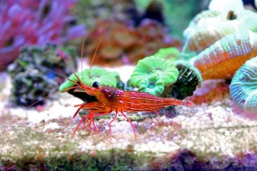Peppermint Shrimp For Sale (Lysmata wurdemanni). TOP Care facts ...