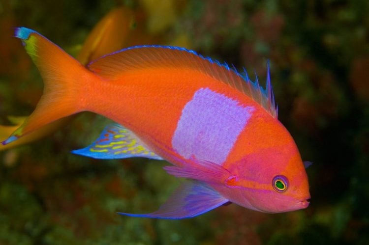 Pink Square Anthias For Sale (Pseudoanthias pleurotaenia). TOP Care ...