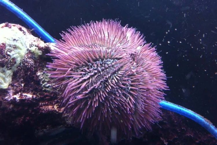 Pink Urchin For Sale (Lytechinus variegatus). TOP Care facts ...
