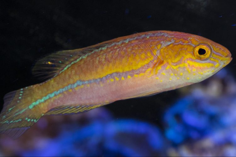 Pintail Fairy Wrasse For Sale (Cirrhilabrus isosceles). TOP Care facts ...
