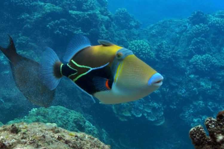 Rectangulus Trigger For Sale (Rhinecanthus rectangulus). TOP Care facts ...