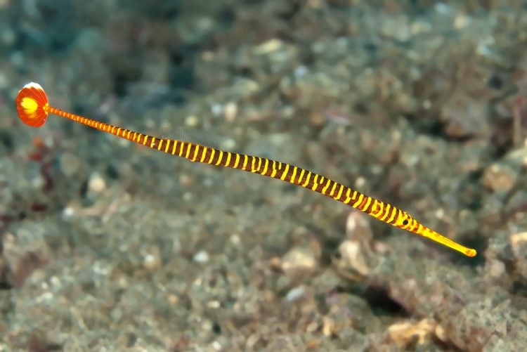 Red Banded Pipefish For Sale (doryrhamphos multiannulators). TOP Care ...