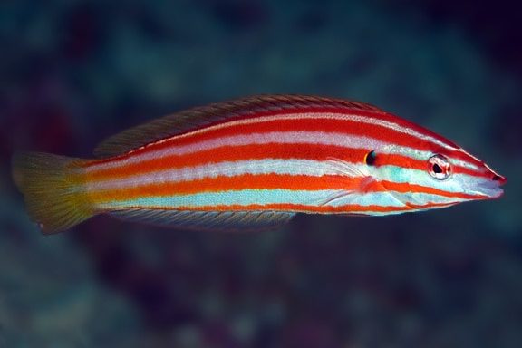 Red Cigar Wrasse For Sale (Hologymnosus sp.). TOP Care facts ...