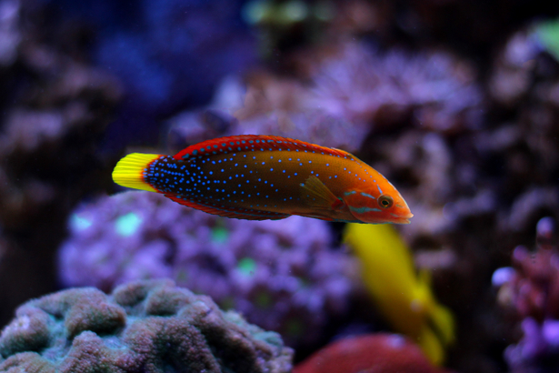 Red Coris Wrasse For Sale (Coris gaimard). TOP Care facts. Reefs4Less.com