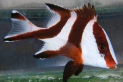 Red Emperor Snapper For Sale (Lutjanus sebae). TOP Care facts ...