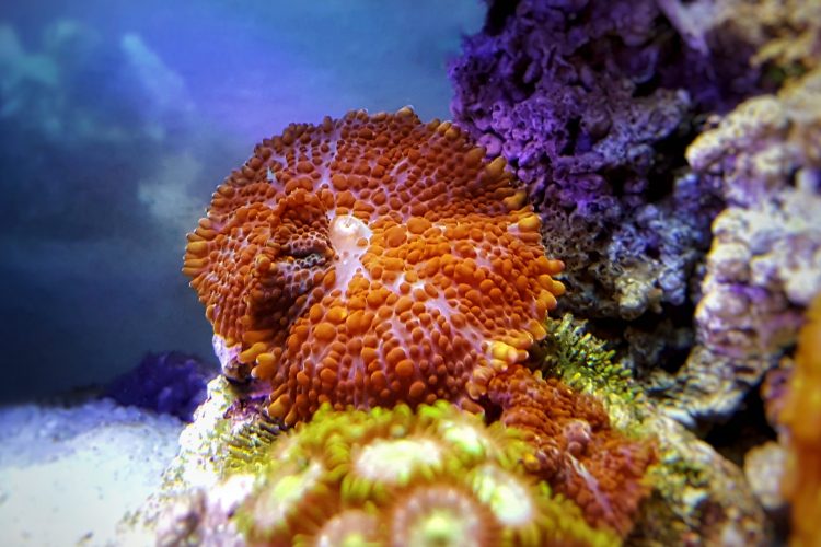 Red/Orange Rhodactis Mushroom For Sale (Rhodactis sp.). TOP Care facts ...