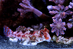 Red Scooter Blenny For Sale (Synchiropus stellatus). TOP Care facts ...