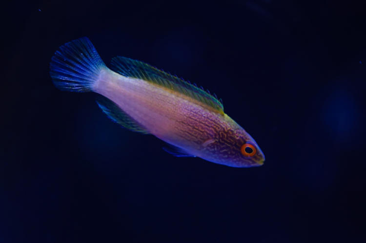 Rhomboid Golden Fairy Wrasse For Sale (Cirrhilabrus rhomboidalis). TOP ...