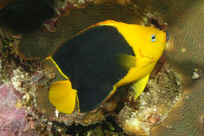 Rock Beauty Angel For Sale (Holocanthus tricolor). TOP Care facts ...