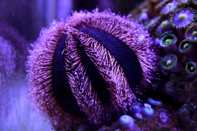 Royal Tuxedo Urchin For Sale (Mespilia globulus). TOP Care facts ...