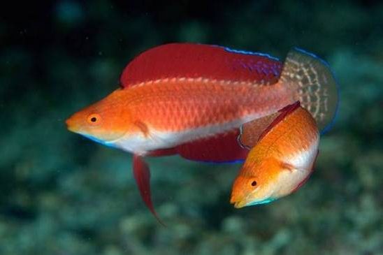 Ruby Finned Fairy Wrasse For Sale (Cirrhilabrus rubripinnis). TOP Care ...