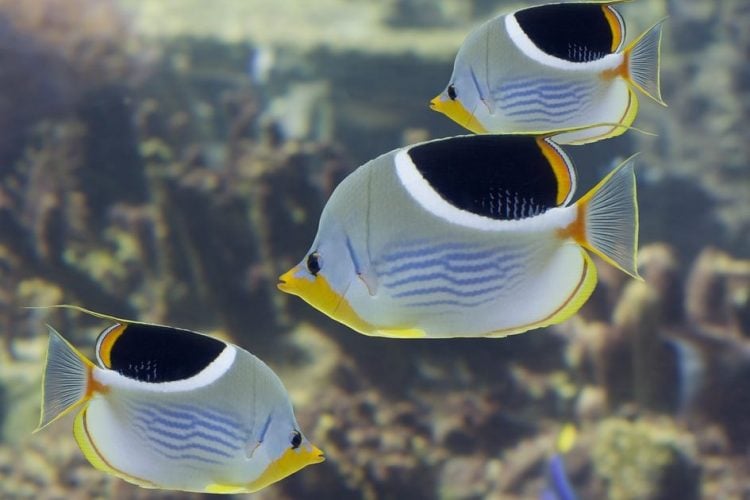 Saddleback Butterfly For Sale (Chaetodon ephippium). TOP Care facts ...