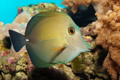 Scopas Tang For Sale (Zebrasoma scopas). TOP Care facts. Reefs4Less.com