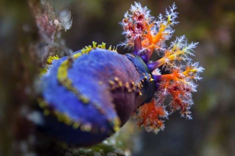 Sea Apple For Sale (Pseudocolochirus violaceus). TOP Care facts ...