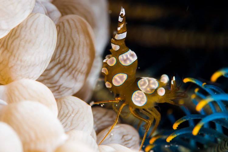 Sexy Shrimp For Sale Thor Amboinensis Top Care Facts