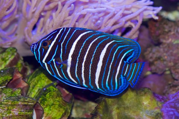 Six Bar Angel For Sale (Pomacanthus sexstriatus). TOP Care facts ...