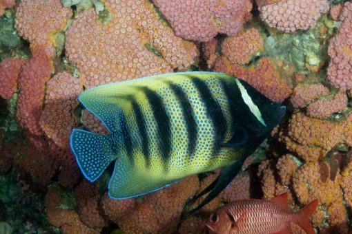 Six Bar Angel For Sale (Pomacanthus sexstriatus). TOP Care facts ...