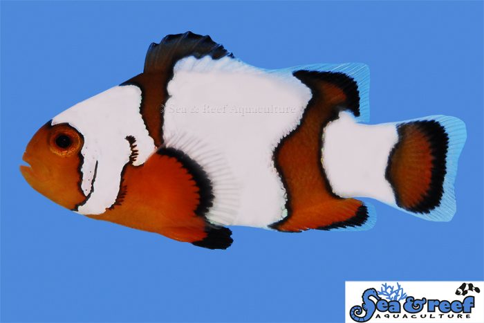Snowflake Clownfish For Sale (Amphiprion ocellaris). TOP Care facts ...