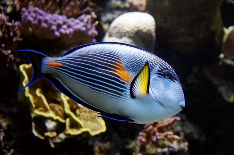Tangs & Surgeonfish - Reefs4Less.com