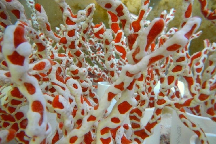 Spider Sponge Australia For Sale (Trikentrion flabelliforme). TOP Care ...