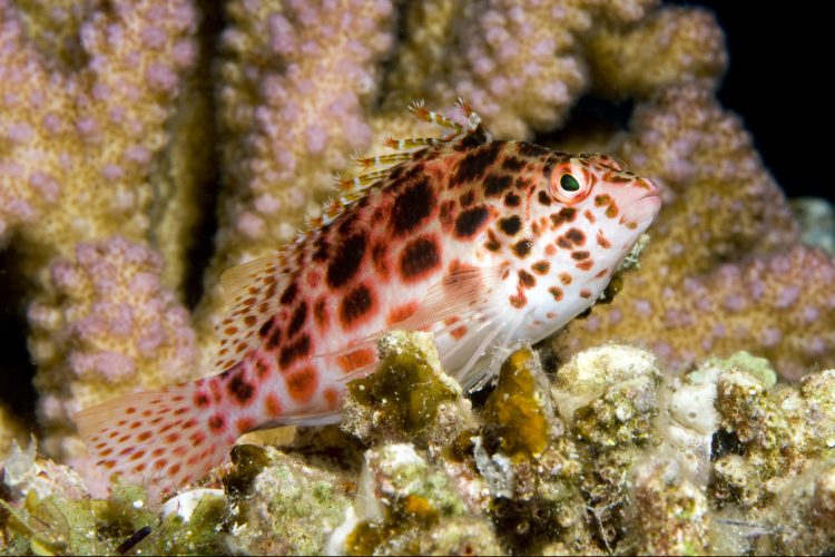 Spotted Hawk For Sale (Cirrhitichthys sp.). TOP Care facts. Reefs4Less.com