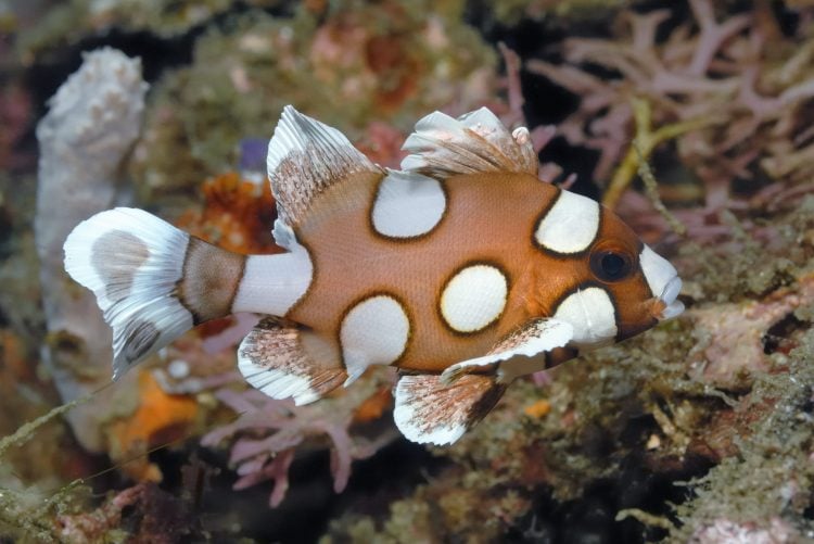 Spotted Sweetlips For Sale (Plectorhinchus chaetodonoides). TOP Care ...