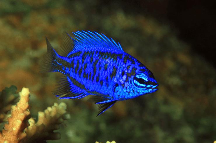 Springeri Damsel For Sale (Chrysiptera springeri). TOP Care facts ...