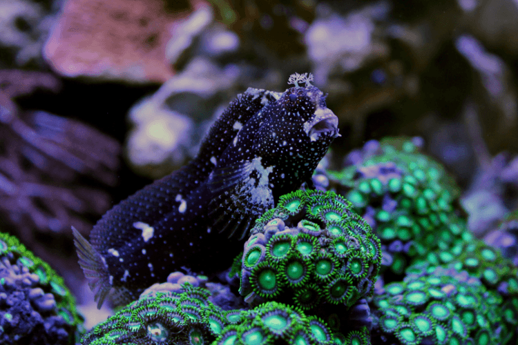 Starry Blenny For Sale (Salarias ramosus). TOP Care facts. Reefs4Less.com