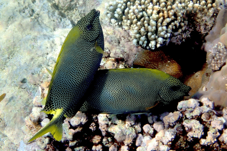 Starry Rabbit Fish For Sale (Siganus sp.). TOP Care facts. Reefs4Less.com