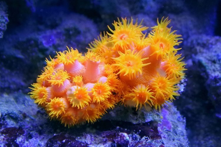 Sun Polyp For Sale (Tubastrea faulkneri). TOP Care facts. Reefs4Less.com