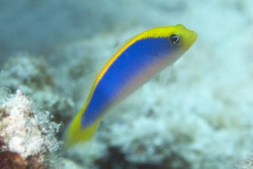 Dottybacks & Pseudochromis – Reefs4Less.com