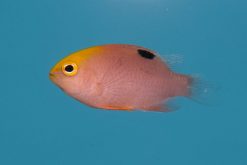 Talbot Damsel For Sale (Chrysiptera talboti ). TOP Care facts ...