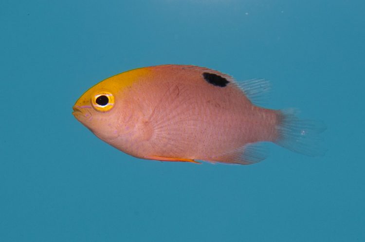 Talbot Damsel For Sale (Chrysiptera talboti ). TOP Care facts ...