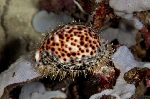 Tiger Cowrie For Sale (Cypraea sp.). TOP Care facts. Reefs4Less.com