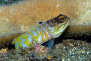 Jawfish – Reefs4Less.com
