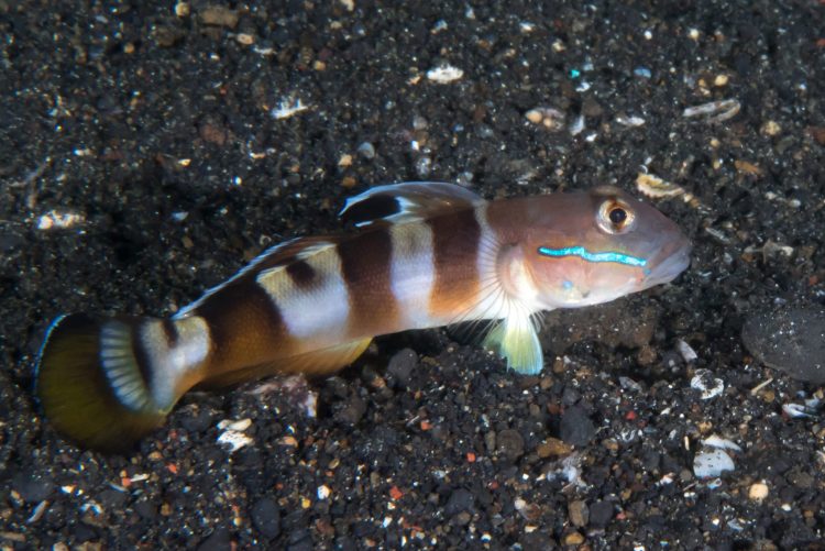 Tiger (Wardi) Goby For Sale (Valencienna wardii). TOP Care facts ...